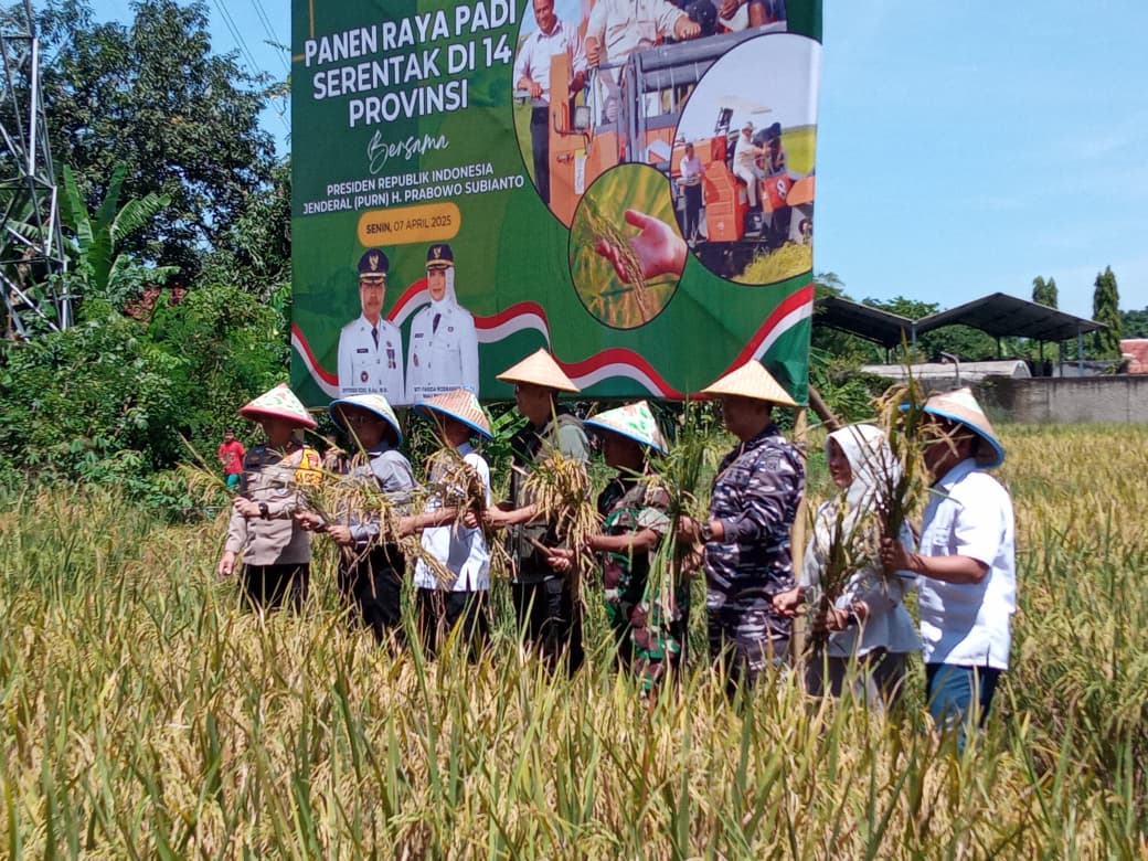 Kota Cirebon Panen Raya Padi Bareng Serentak di 14 Provinsi